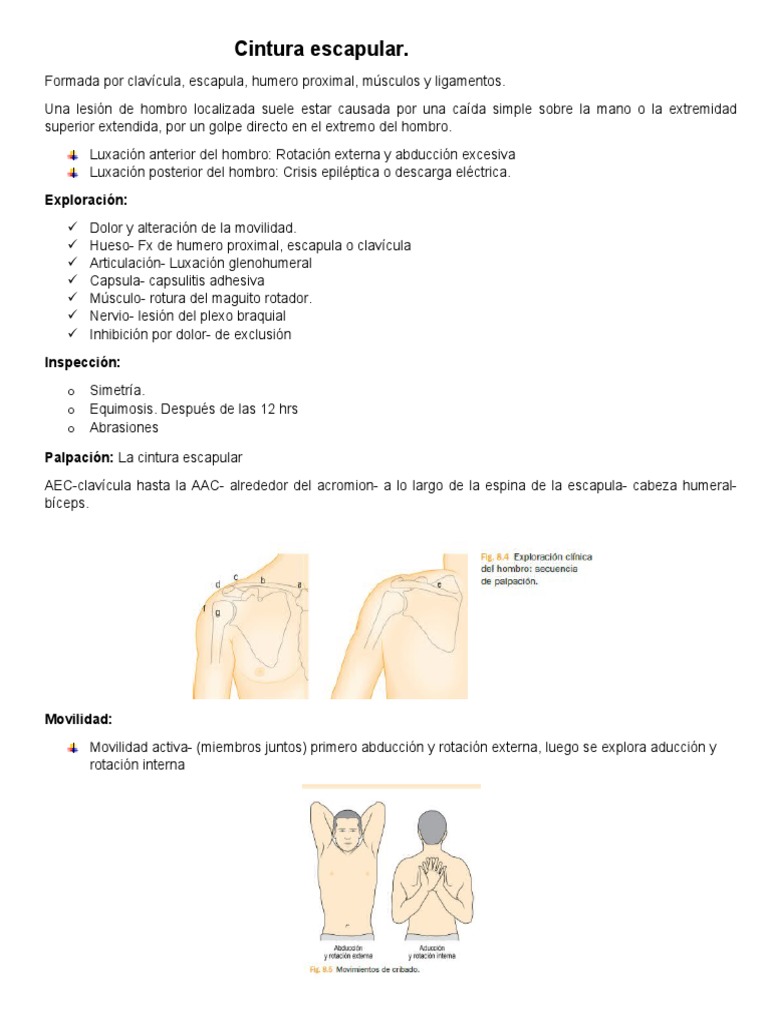 Movimientos y lesiones de la cintura escapular | PDF | Hombro | Anatomía