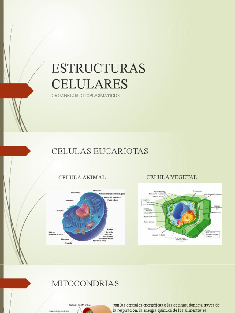 Estructuras Celulares | PDF | Citoplasma | Biología Celular)