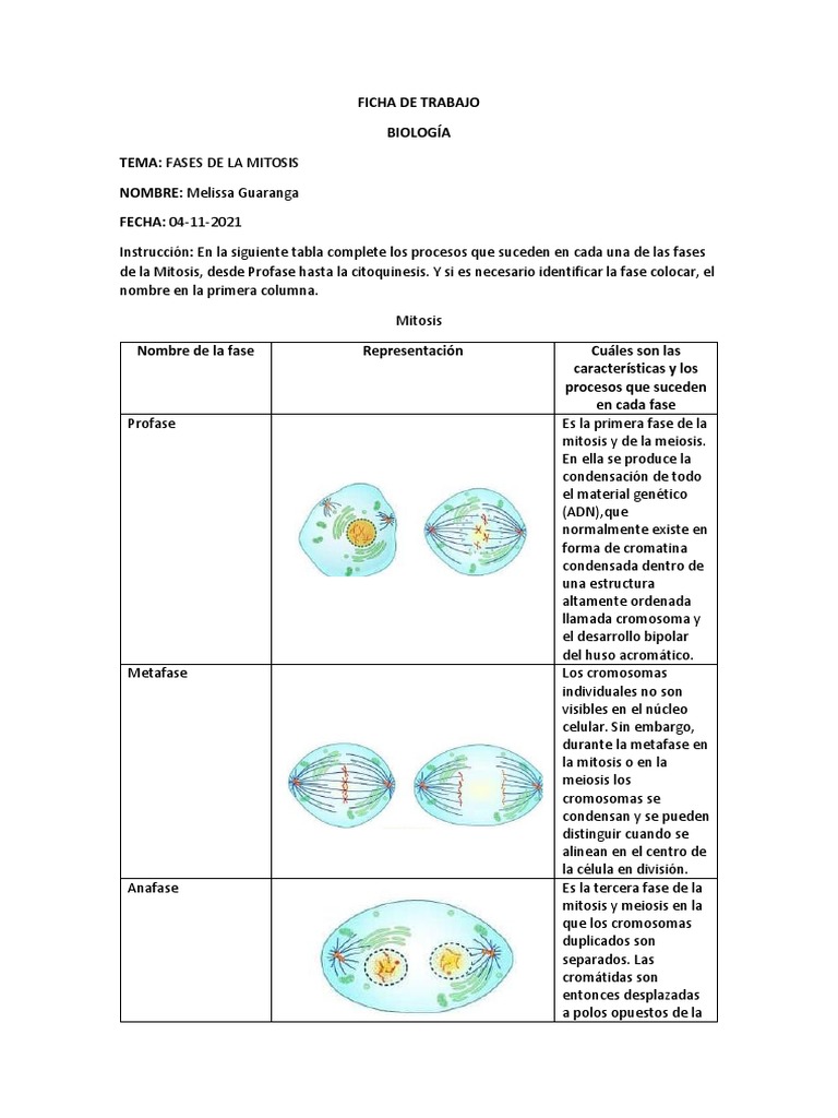 Hoja De Trabajo Sobre La Mitosis División Celular II | Biology