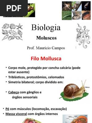Exemplos Do Filo Mollusca Filo Mollusca – Biologia