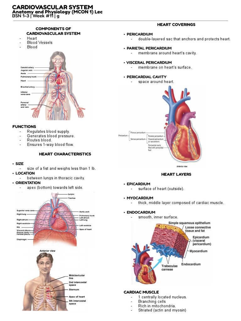 Cardiovascular System - Mcon 01 (Lec) A4 | PDF | Heart Valve | Heart