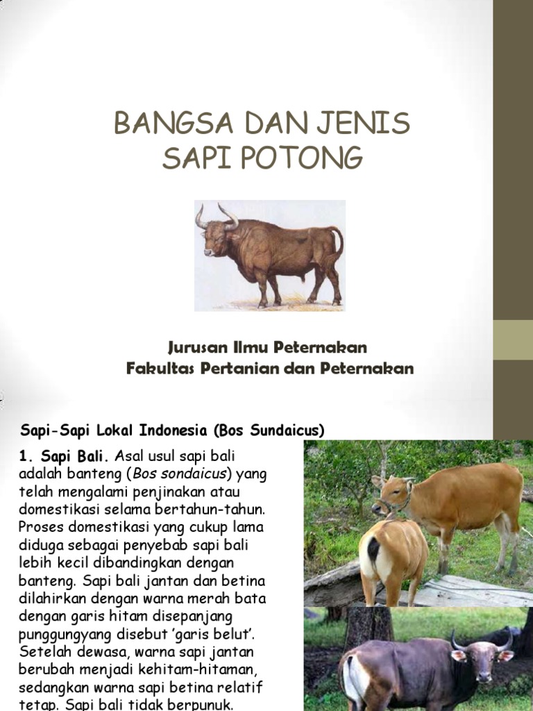 Jenis Sapi Potong di Indonesia | PDF | Memasak, Makanan, & Anggur ...