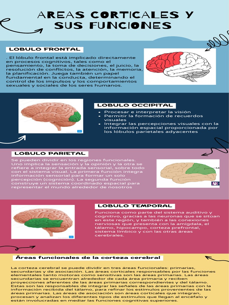Areas Corticales y Sus Funciones | PDF | Cerebro | Corteza cerebral