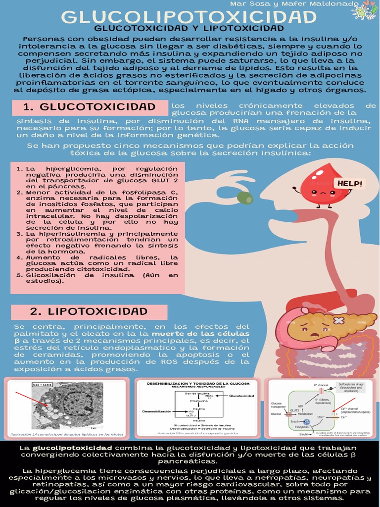 La glucolipotoxicidad: el efecto combinado de la glucotoxicidad y la ...