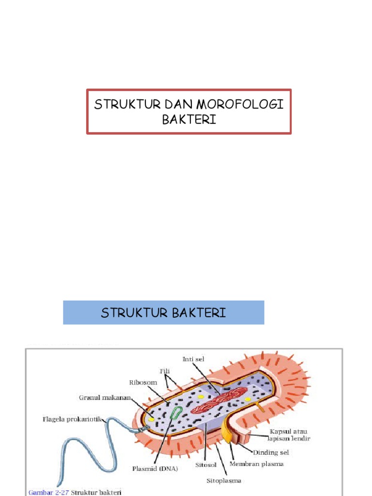 Struktur Morfologi (B. Coccus Dan Basil) | PDF
