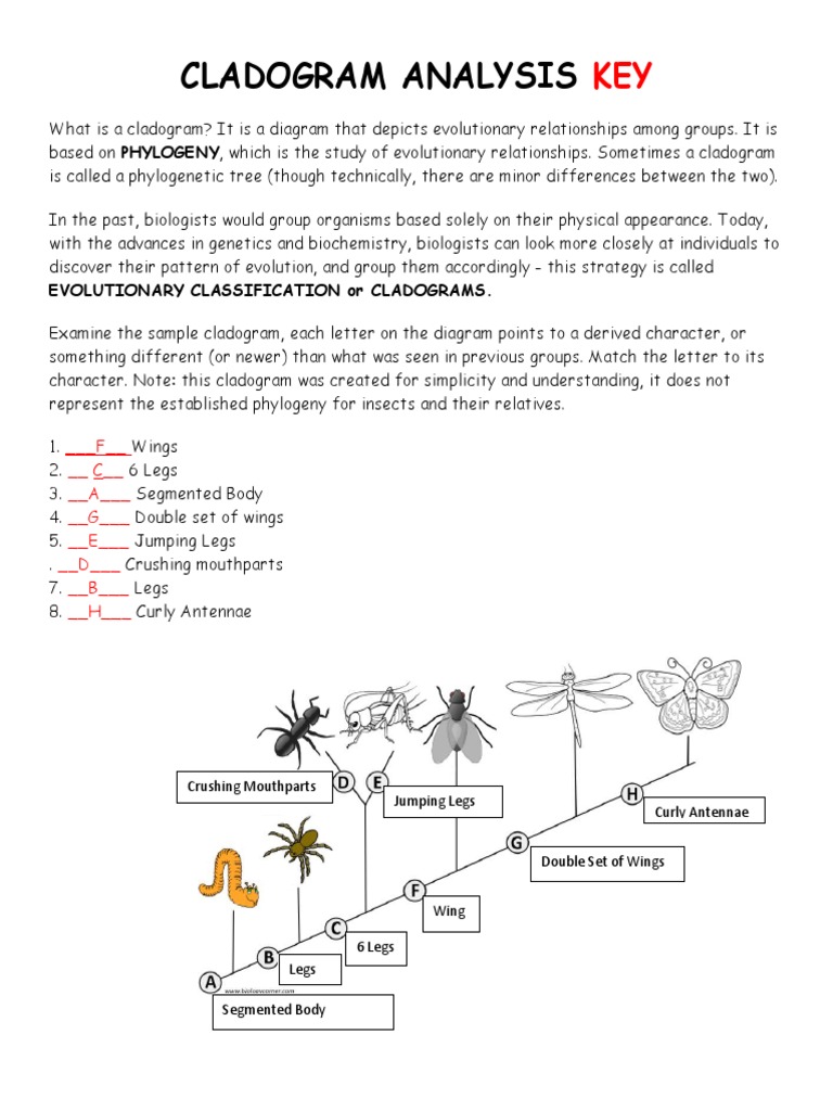 Cladogram Analysis: Evolutionary Classification or Cladograms | PDF