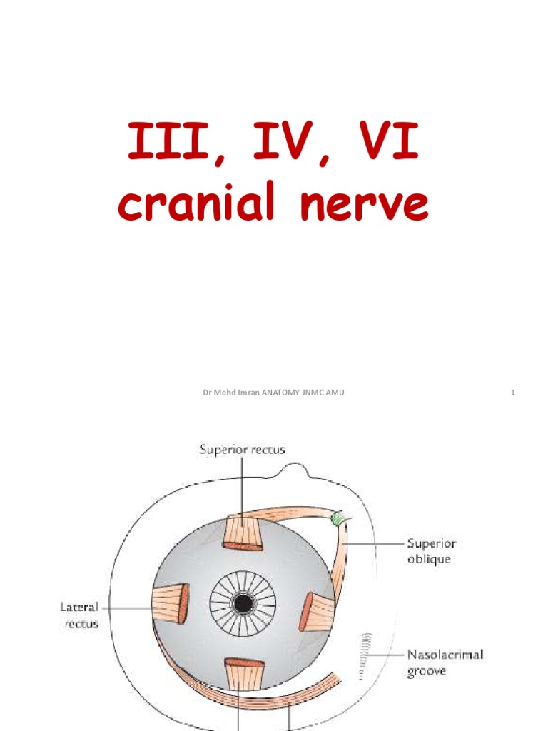 Cranial Nerves III, IV, VI Overview | PDF | Science & Mathematics
