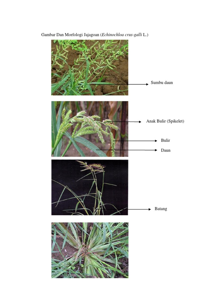 Morfologi Gulma Jajagoan (Echinochloa) | PDF