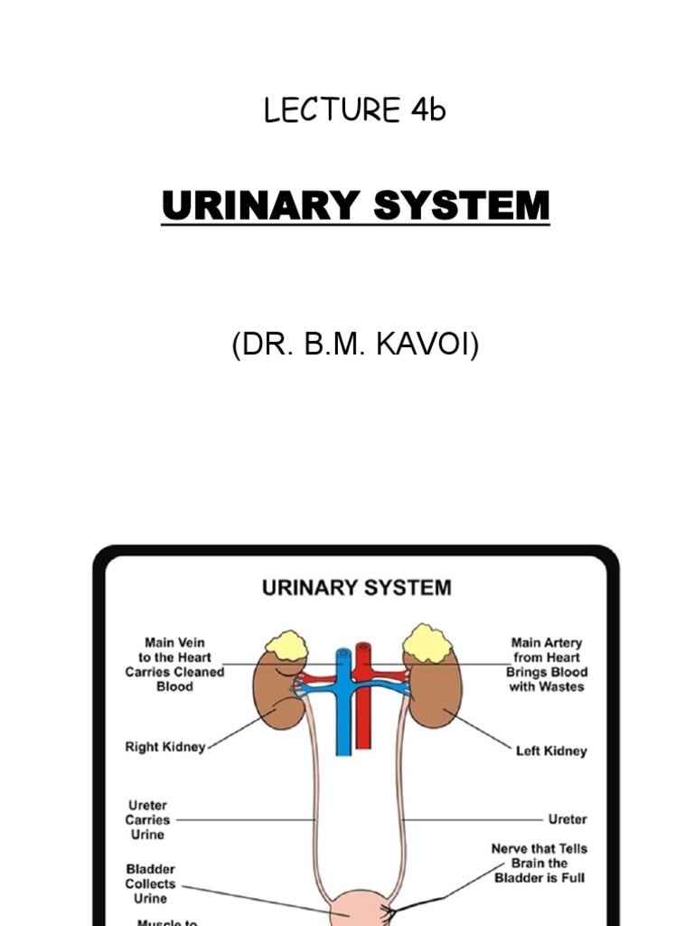 Lecture Urinary System Histology Pdf Kidney Urinary System