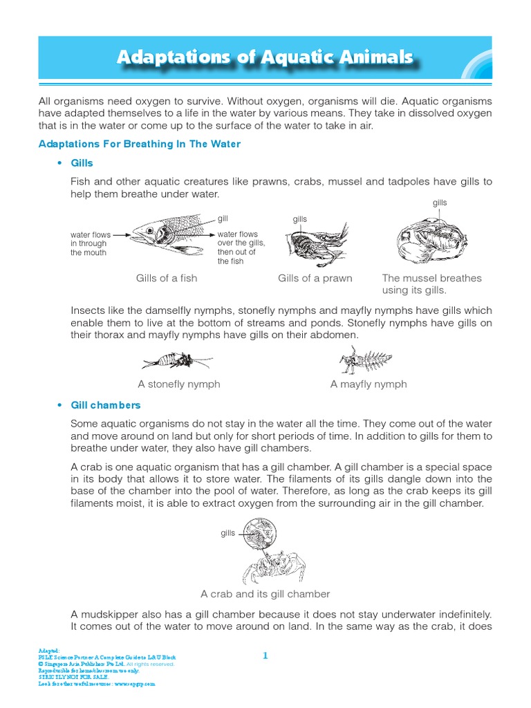 Adaptations of Aquatic Animals Min | PDF | Gill | Water