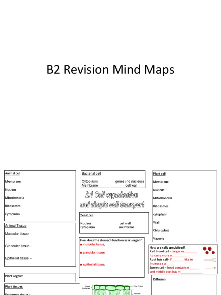 B2 Revision Mind Maps Sets 1 5 | PDF | Cell (Biology) | Photosynthesis