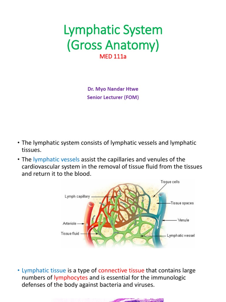 Lymphatic System (Gross Anatomy) | PDF | Lymphatic System | Lymph