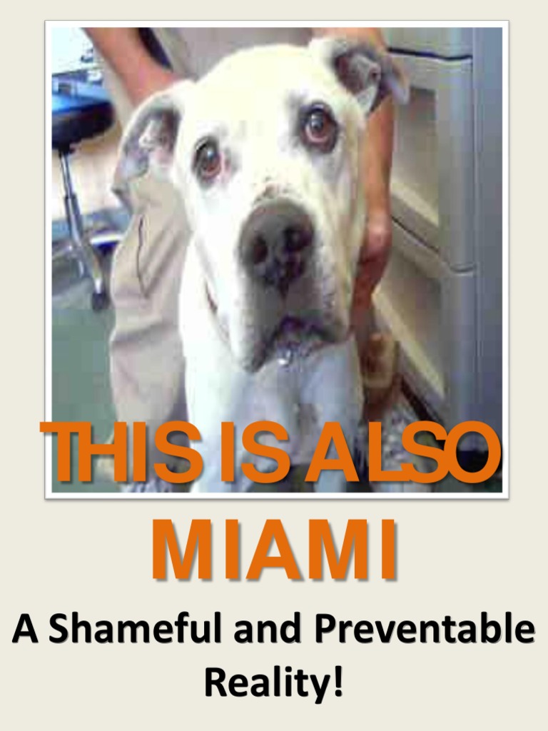 Destroyed Animals in My Community | PDF | Neutering | Pet