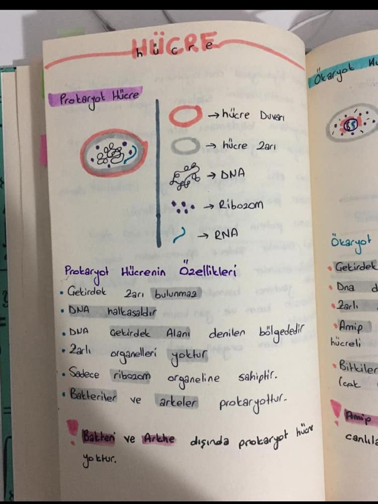 9.sinif Biyoloji Hucre Ders Notlari | PDF