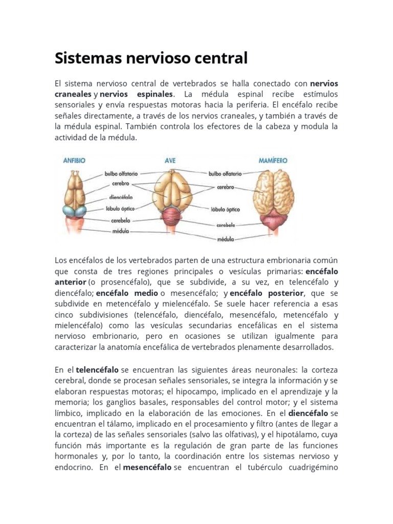 Sistemas Nervioso Central: Craneales y Nervios Espinales. La Médula ...