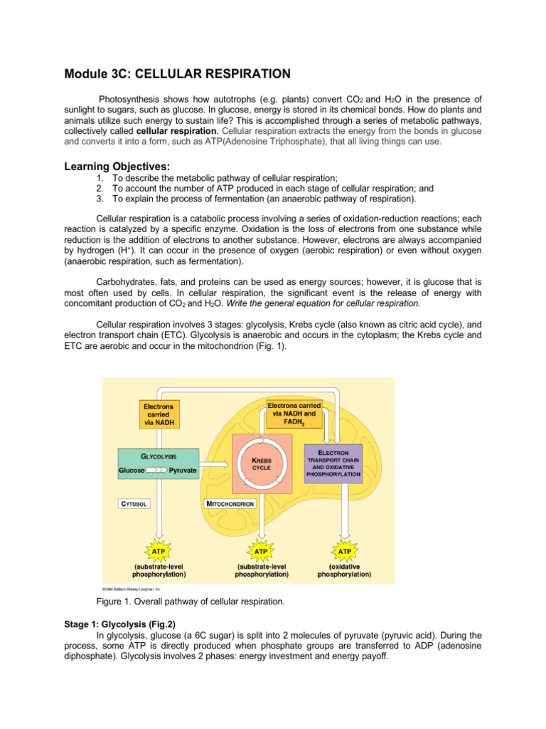 Module 3C - Cellular Respiration | PDF | Cellular Respiration | Diet & Nutrition
