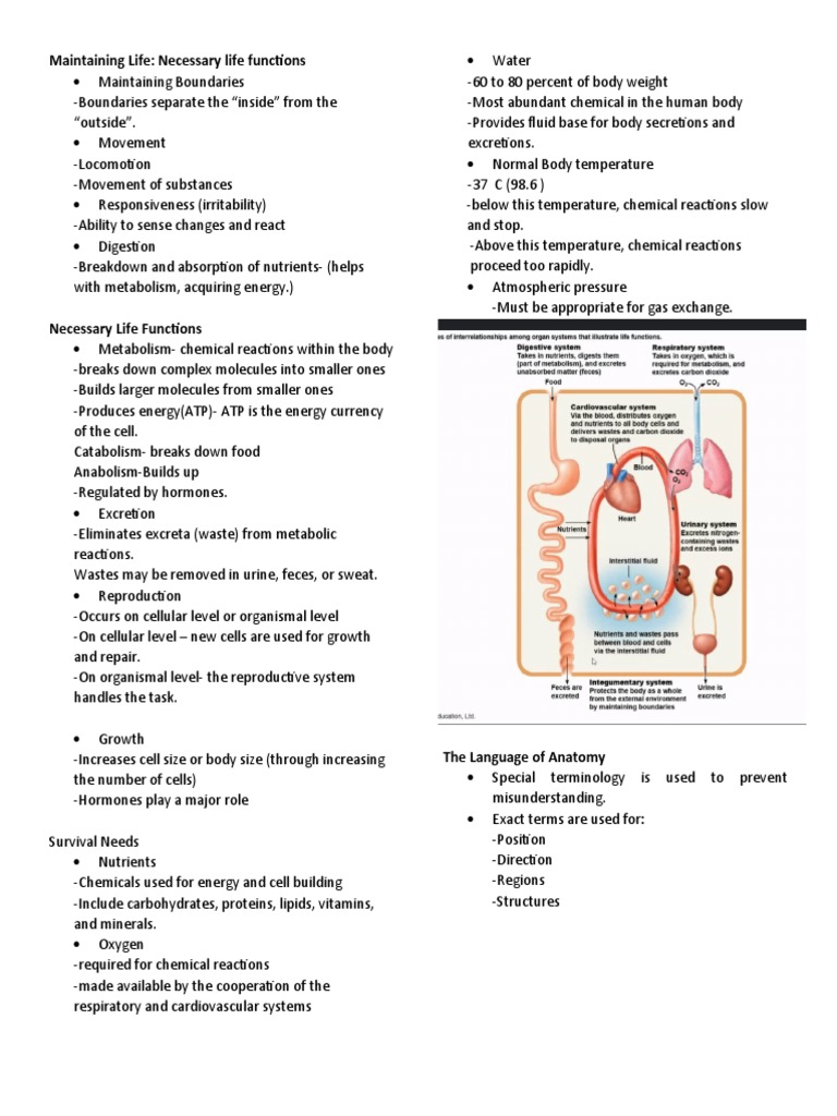 Maintaining Life: Necessary Life Functions | Download Free PDF ...