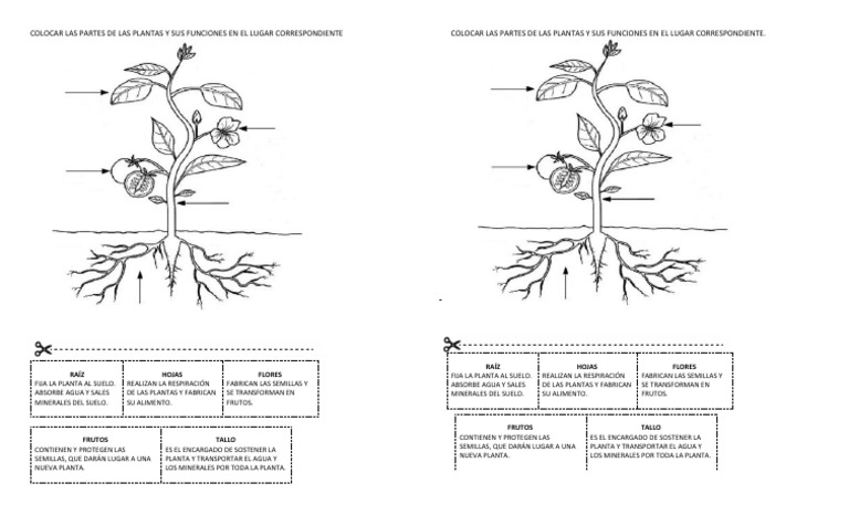 Partes y Funciones de La Planta 2 | PDF