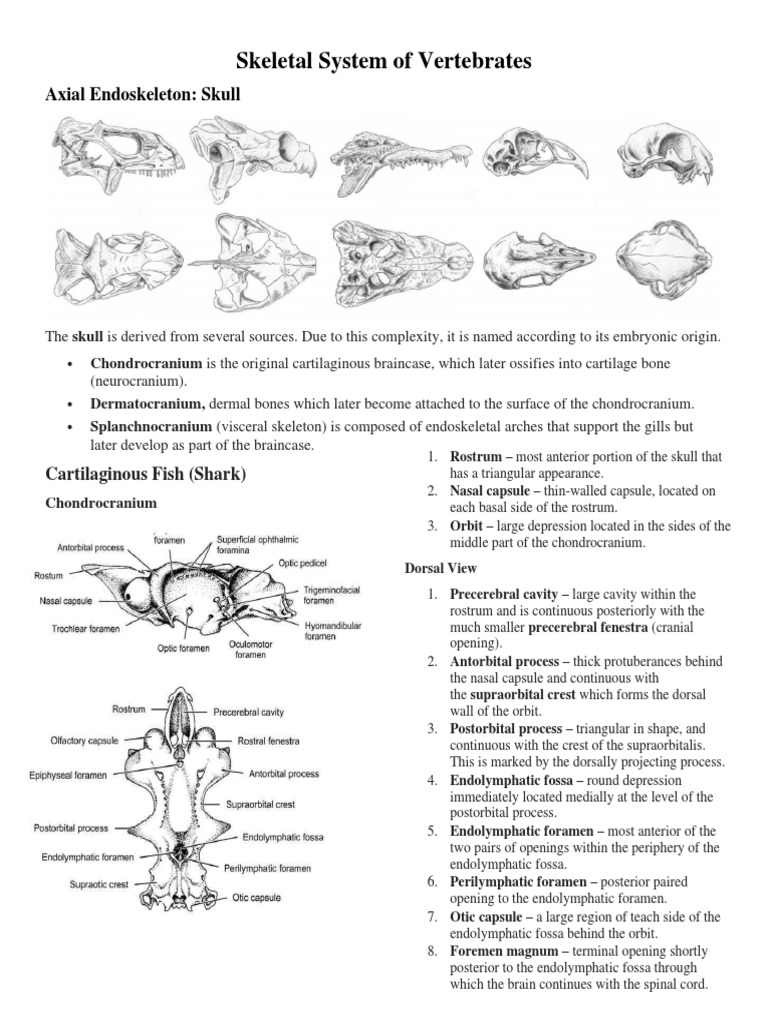 Skeletal System of Vertebrates | PDF | Vertebra | Vertebral Column