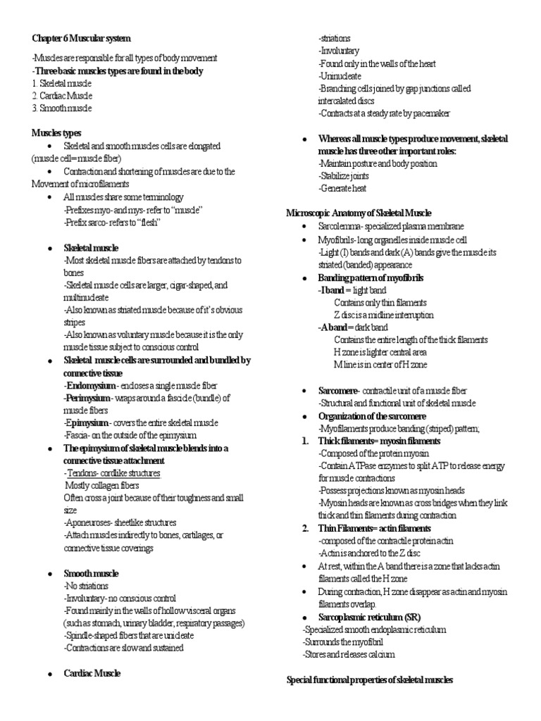 Chapter 6 Muscular System | PDF | Skeletal Muscle | Muscle Contraction