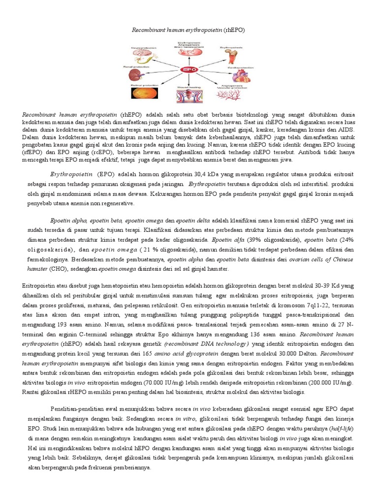 Recombinant Human Erythropoietin rhEPO | PDF
