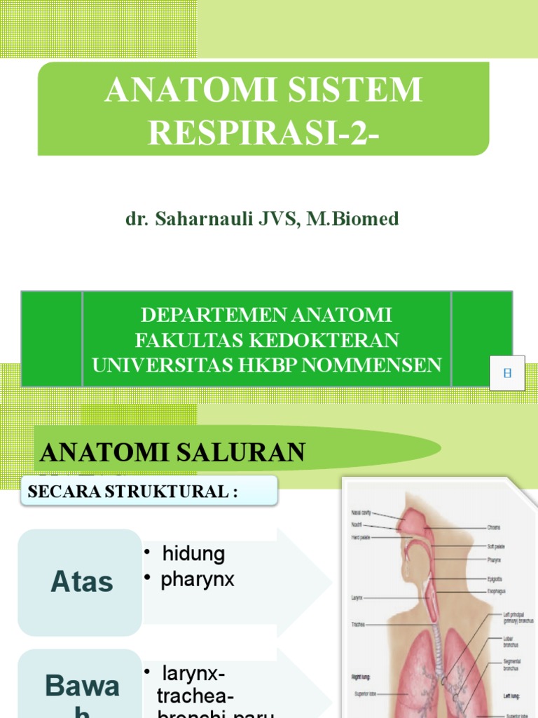 Anatomi Respi | PDF