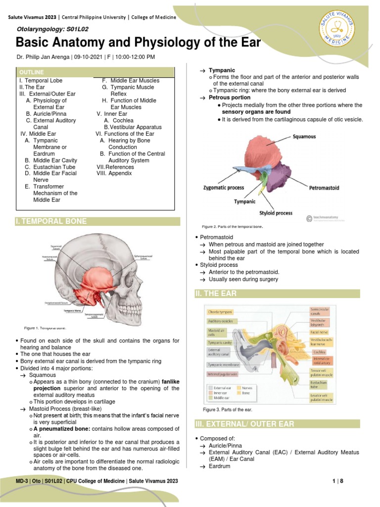 Trans Savi Oto Lec 02 Basic Anatomy Physiology of The Ear 1st Semester | PDF | Ear | Hearing
