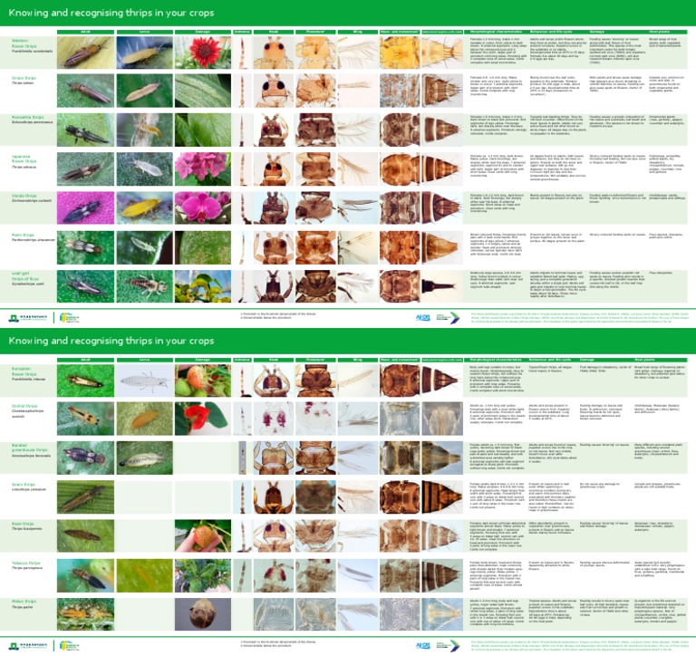 Thrips Identification Guide: A Visual Key to Common Thrips Species ...