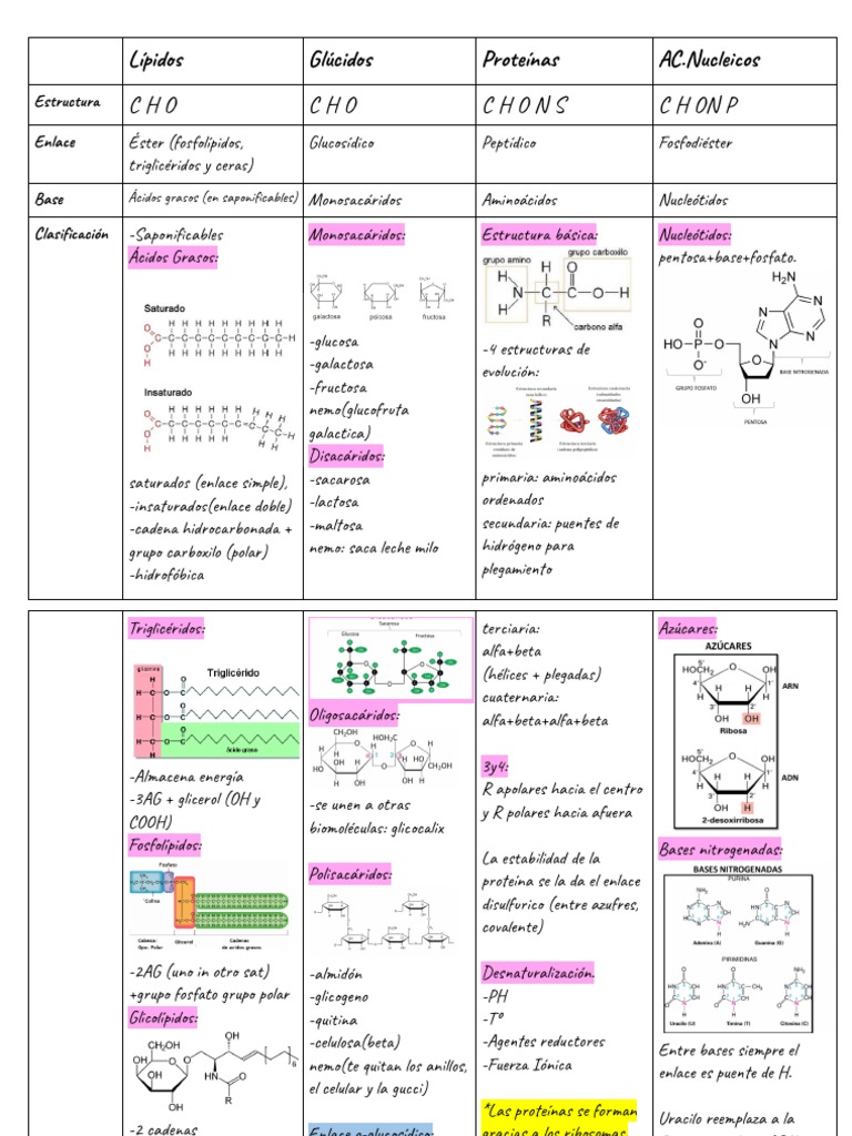 CHO CHO Chons Chonp: Lípi Glúci Pro Ína AC - Nuc Os | PDF | Proteínas | Rna