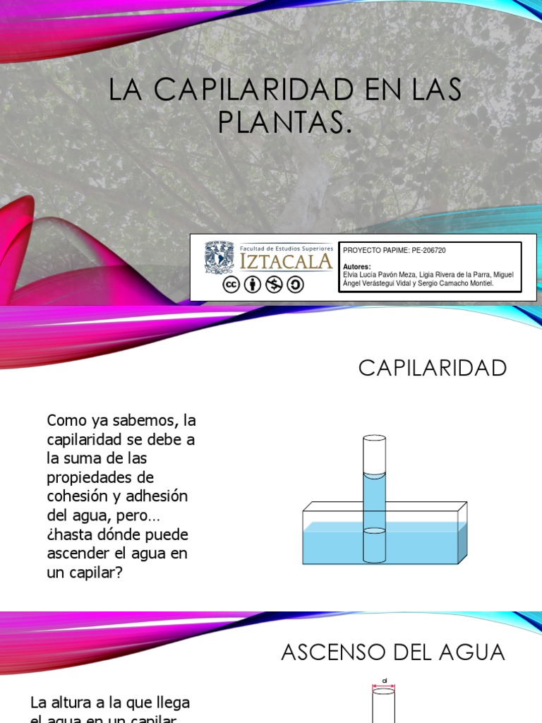 La Capilaridad en Las Plantas.: Proyecto Papime: Pe-206720 | PDF | Agua ...