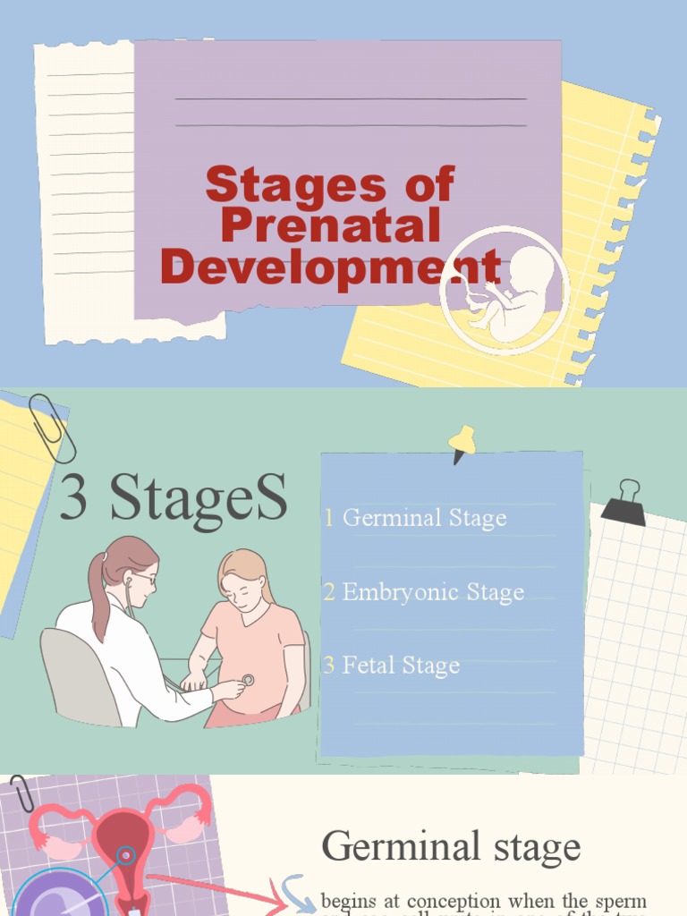 Prenatal Development Stages Explained | PDF | Fetus | Embryo
