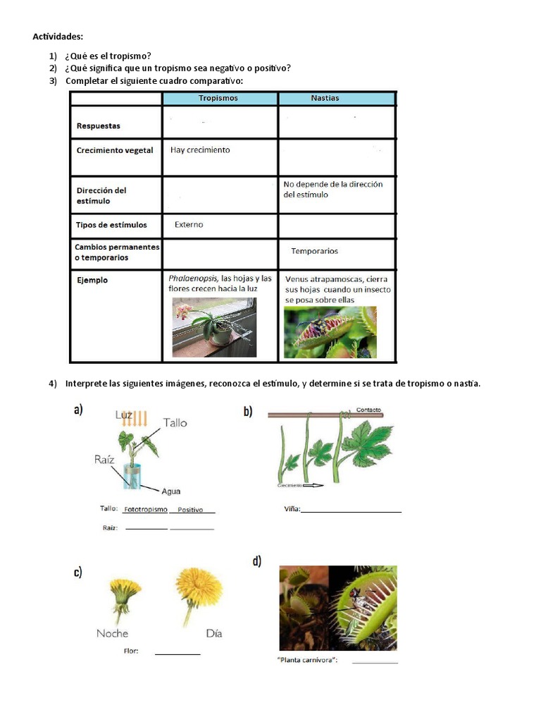 Actividades de Tropismo y Nastias | PDF