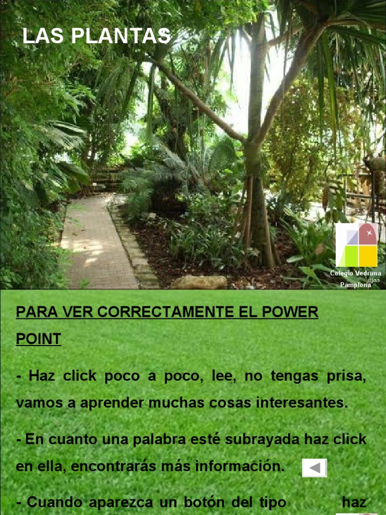 Unidad 6 Las Plantas | PDF