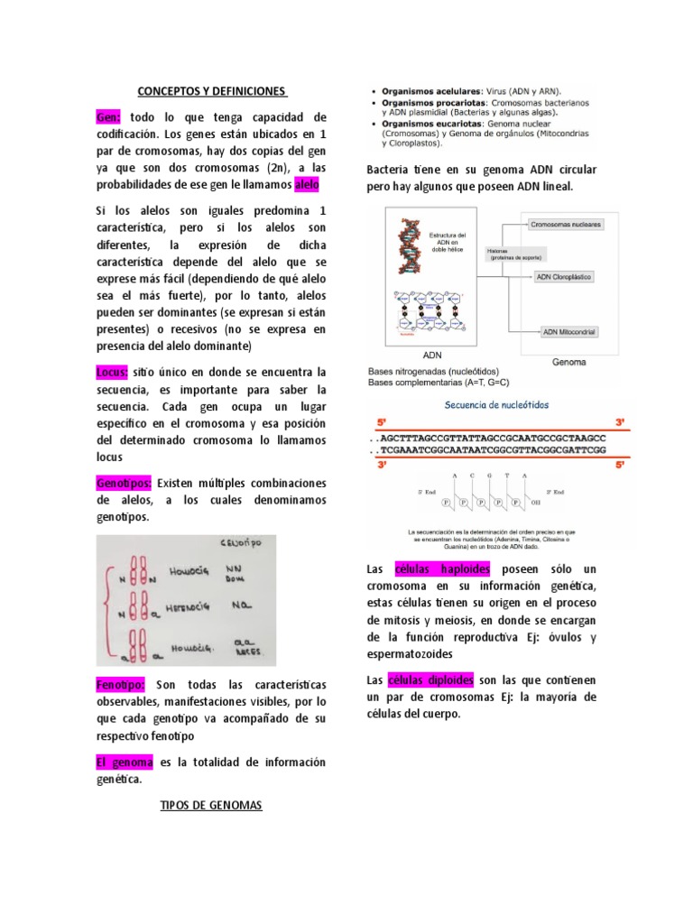 El Adn Mitocondrial | PDF | Adn | Alelo