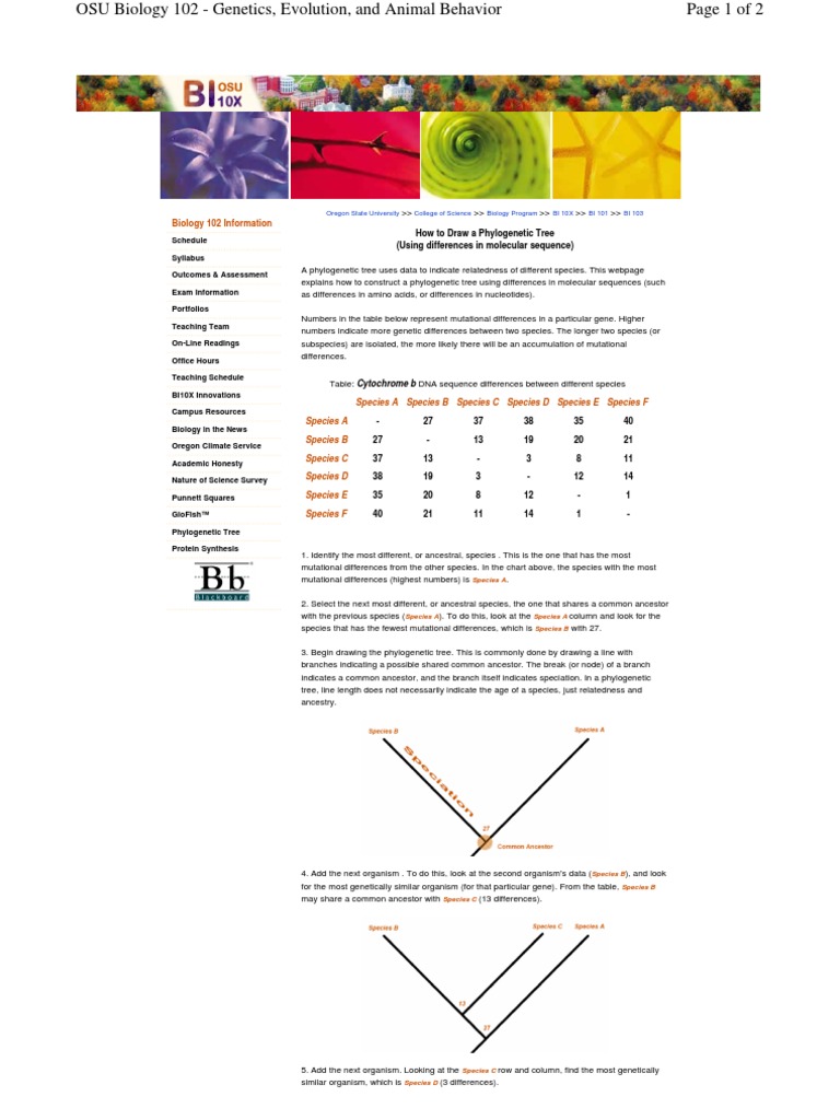 How To Draw A Phylogenetic Tree | Phylogenetic Tree | Species