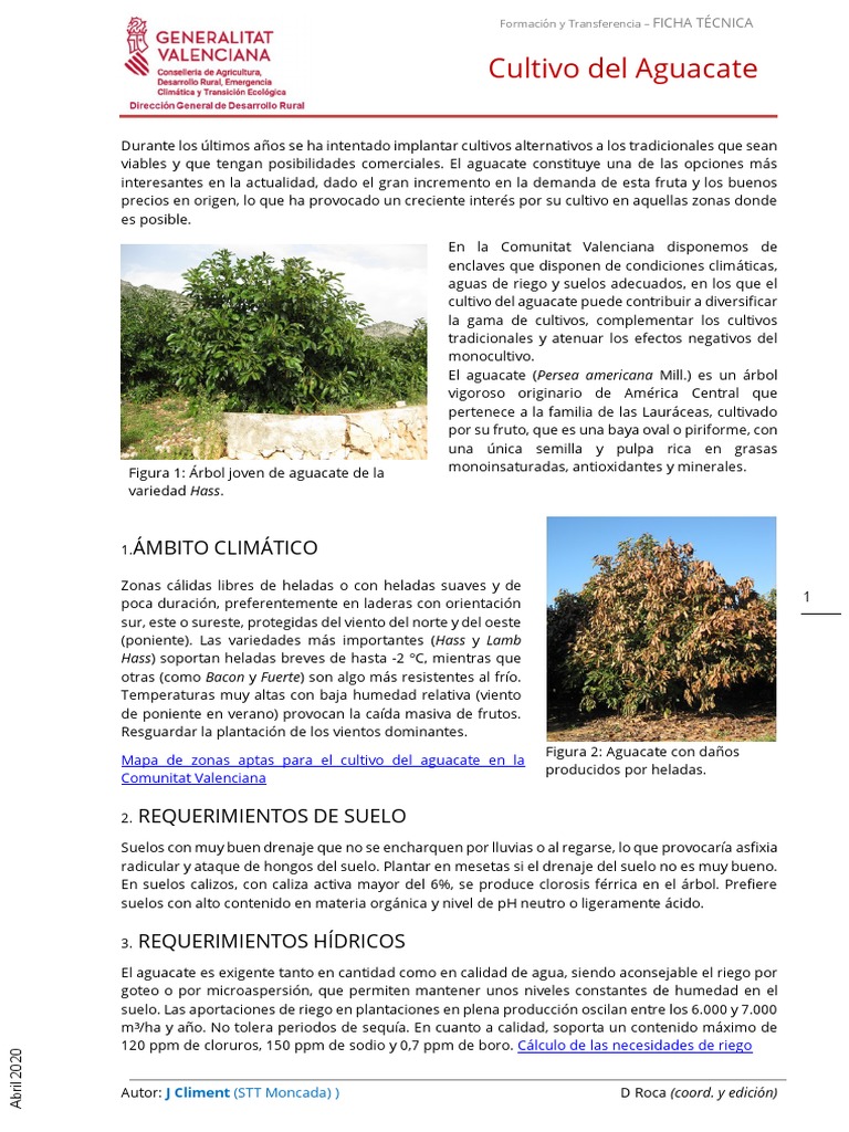 CULTIVO DEL AGUACATE. Ficha Técnica | PDF | Aguacate | Agricultura