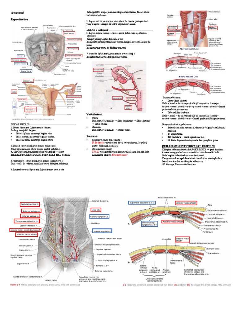 Anatomi Reproduksi Wanita | PDF