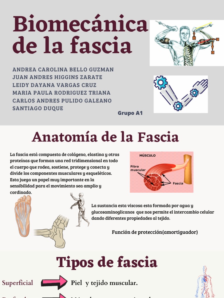 Biomecánica de la fascia | PDF | Músculo | Biomecánica