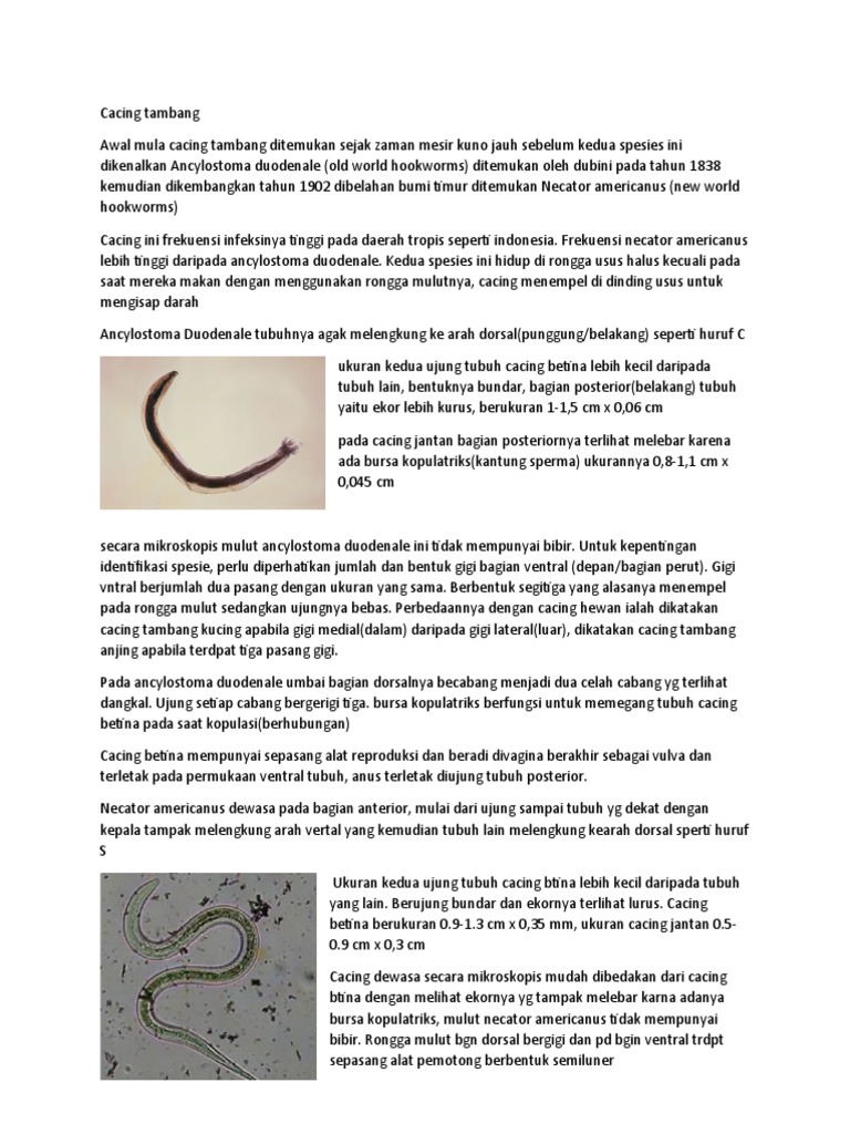 Cacing Tambang | PDF