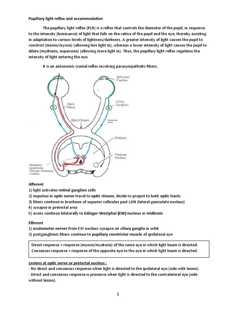 pupillary reflex and accomodation | PDF | Light | Neuroanatomy