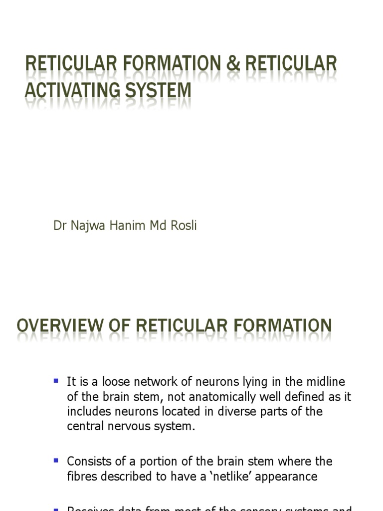 Reticular Formation & Reticular Activating System | PDF | Physiology | Brainstem
