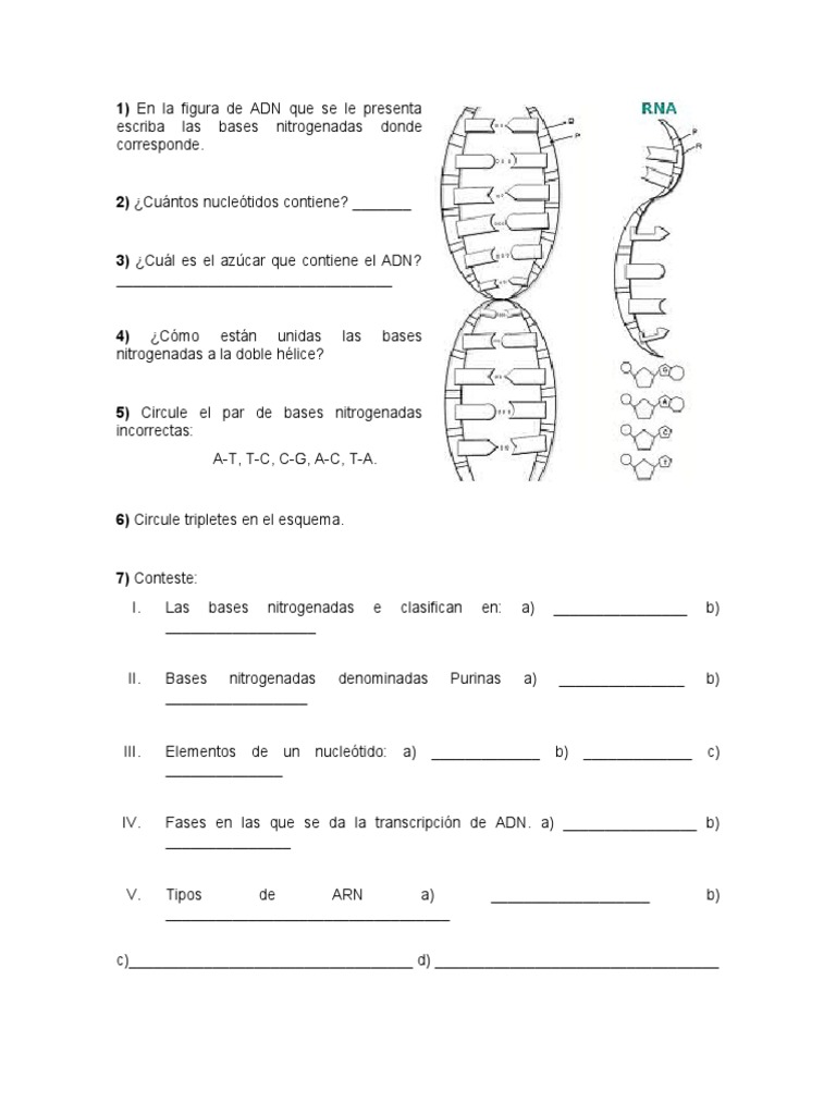 Adn y Arn | PDF