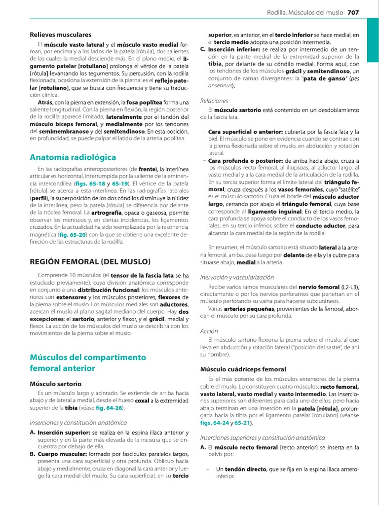 Anatomía de los músculos del muslo | PDF | Rodilla | Articulaciones
