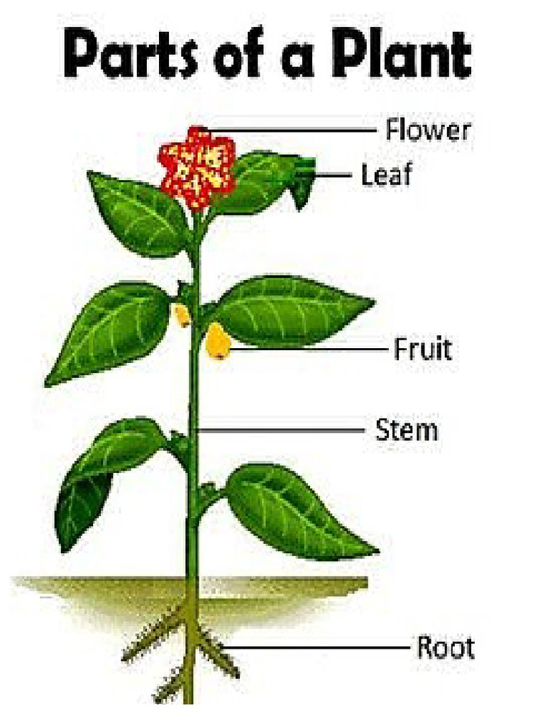 Parts of The Plant Tarpapel | PDF