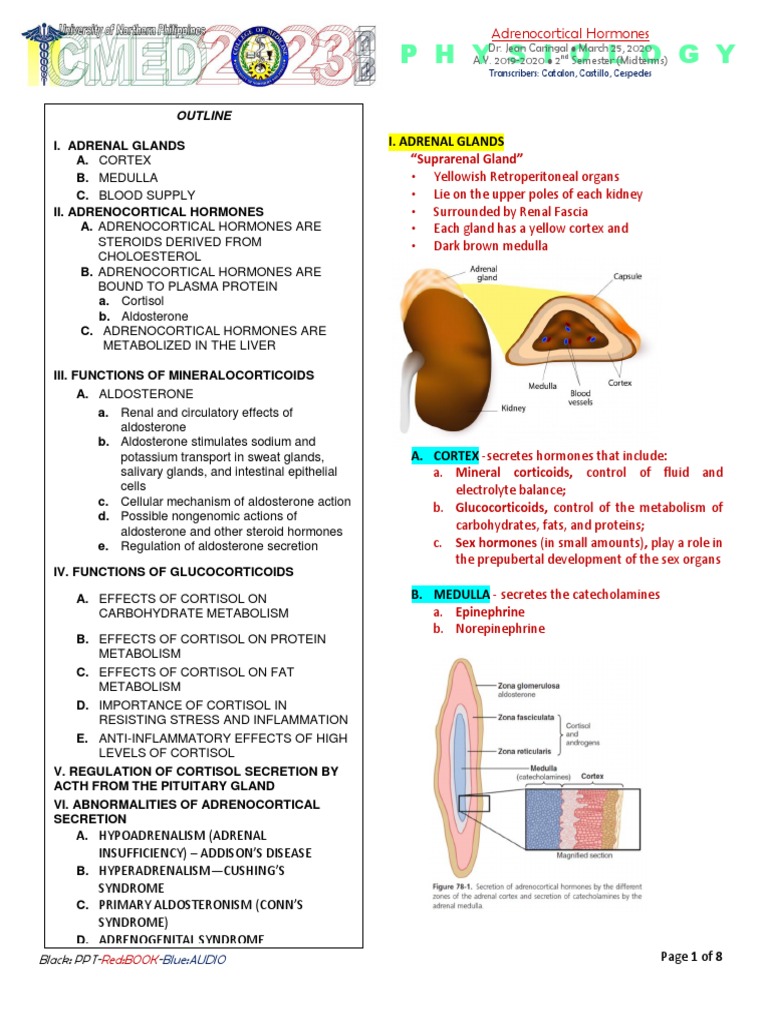 TOPIC3.4 PHYSIOLOGY Adrenocortical Hormones | PDF | Adrenal Gland | Cortisol