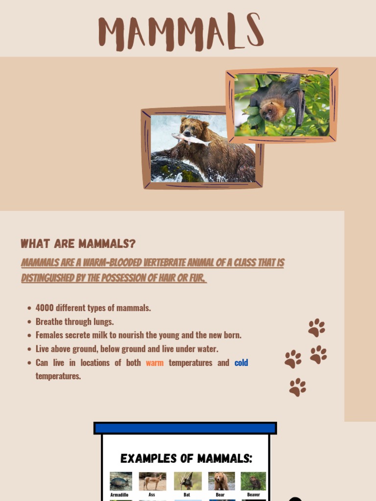 Mammals | PDF | Mammals | Zoology