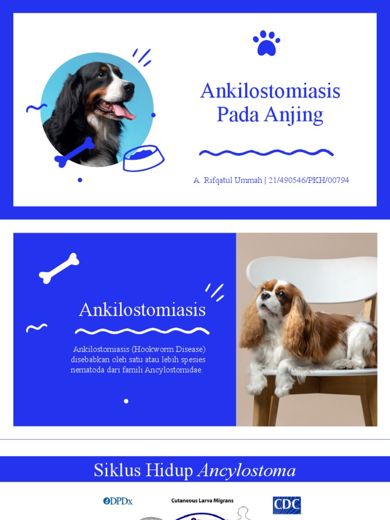A. Rifqatul Ummah_Ankilostomiasis Pada Anjing | PDF