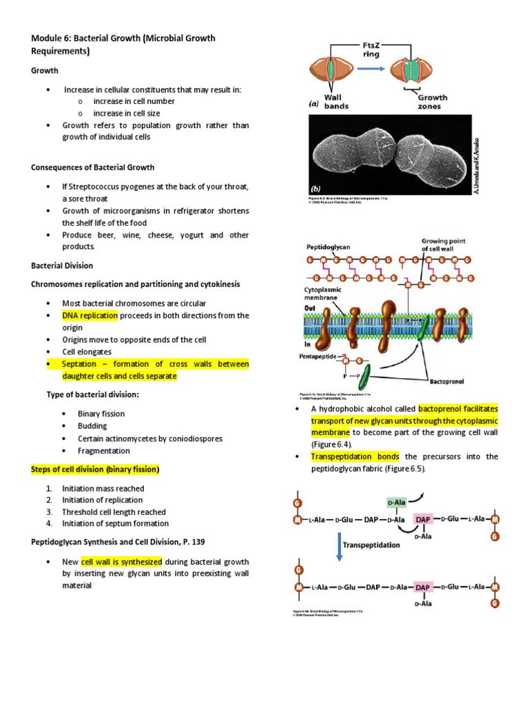 Bacterial Growth Requirements and Cell Division Process | PDF | Growth ...