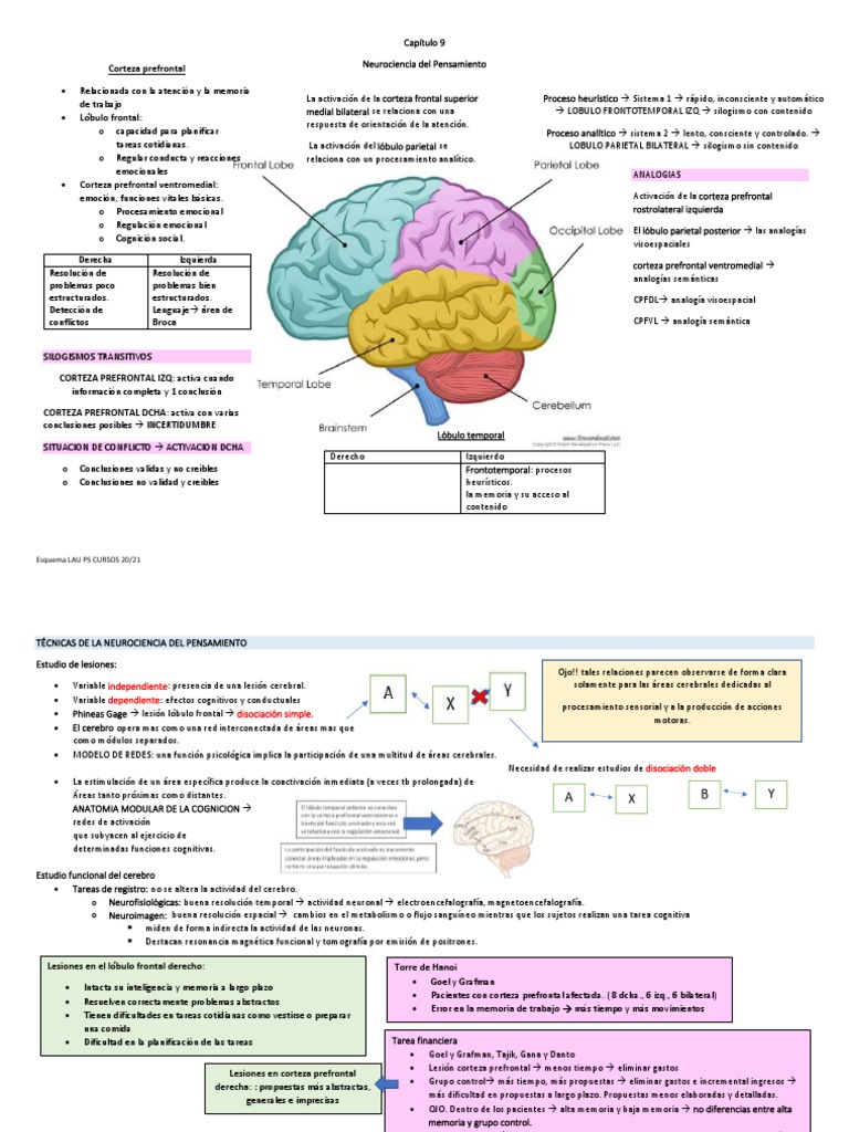 Esquema | PDF | Las emociones | Corteza prefrontal