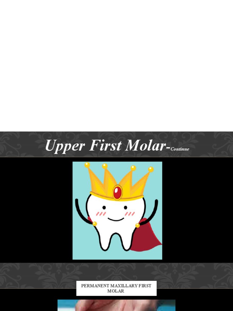 2 - Maxillary 1st Molar Part 2 | PDF | Dental Anatomy | Tooth